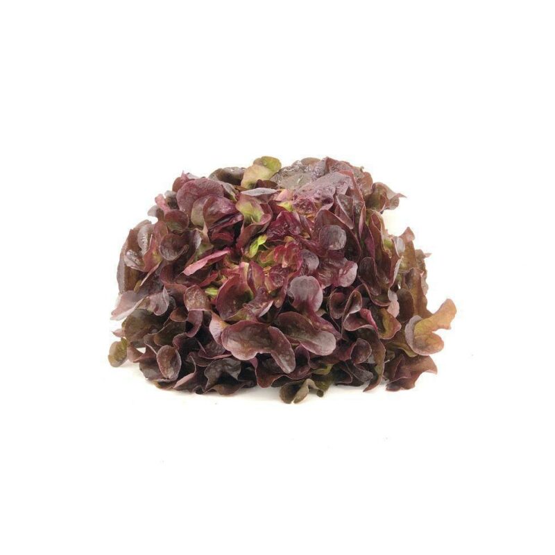 Cébette – la botte – Planète Fruits