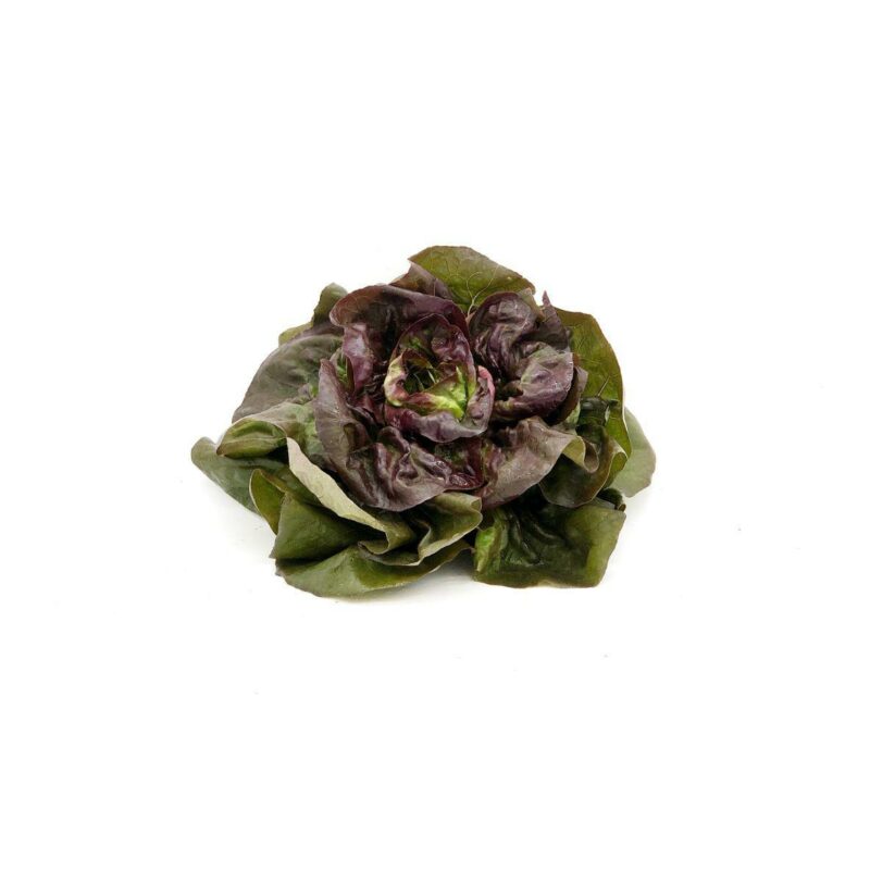 Cébette – la botte – Planète Fruits